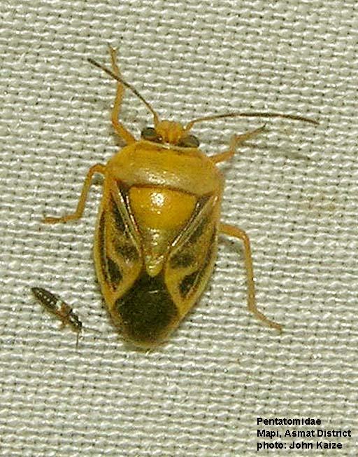 stink bug | Project Noah